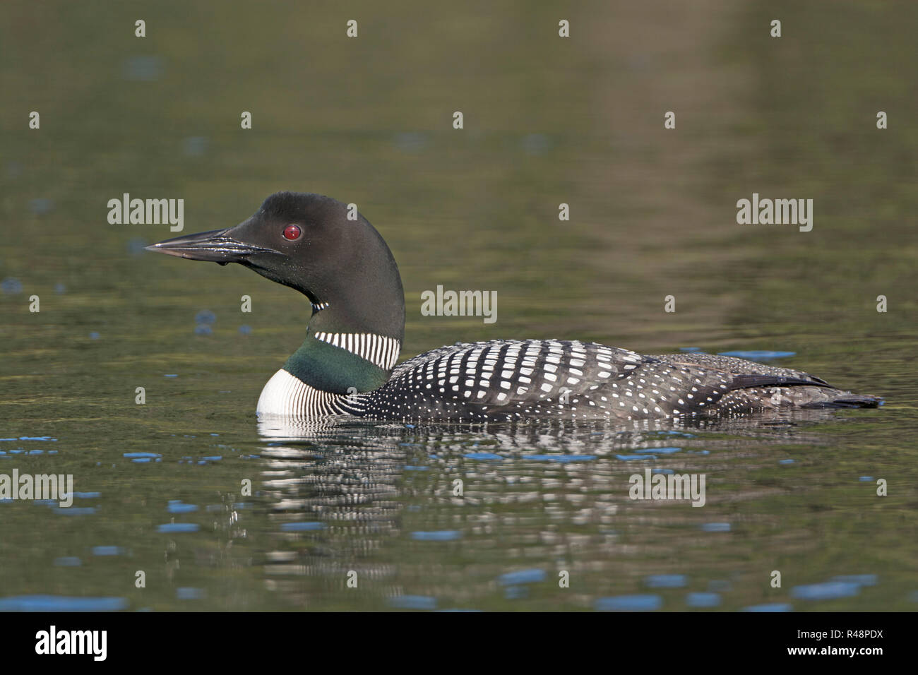 Common Loon in the Wilderness Stock Photo - Alamy