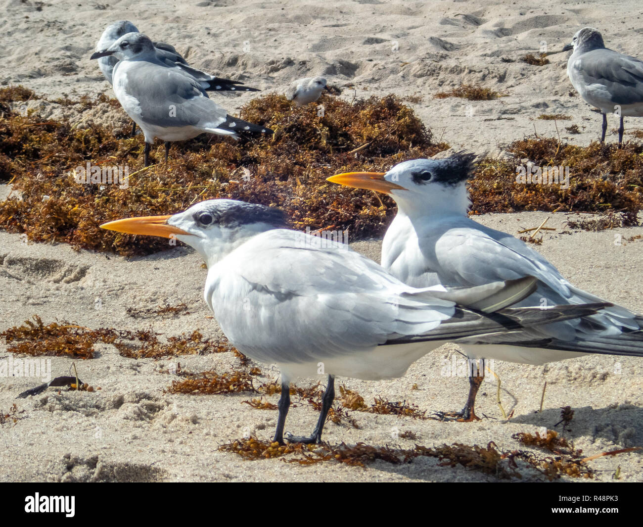 Miami Beach, USA, 23 November 2018. Two Royal Terns (Thalasseus Maximus ...