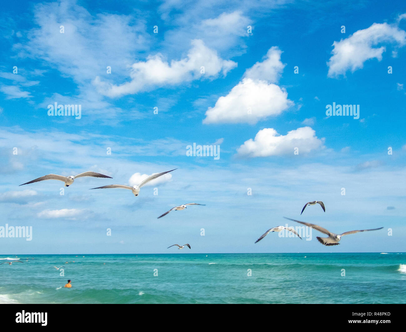 Florida bird of paradise hi-res stock photography and images - Alamy