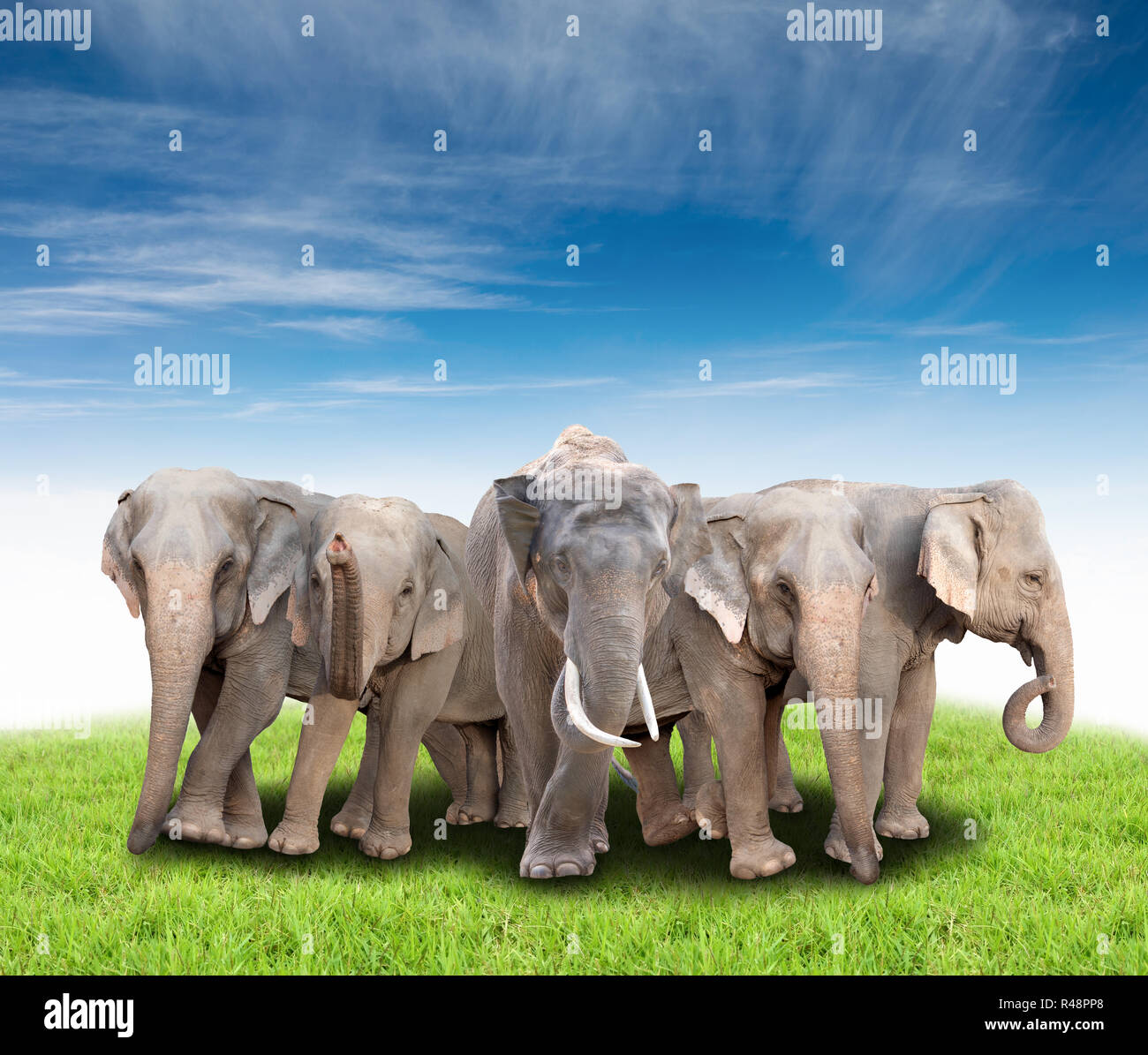 Elephant jump hi-res stock photography and images - Alamy