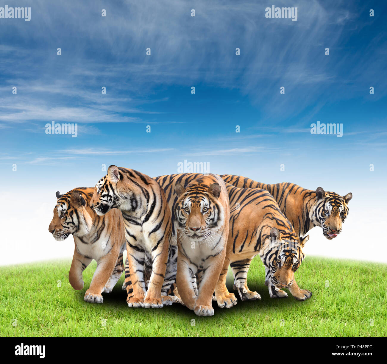 group of bengal tiger Stock Photo - Alamy