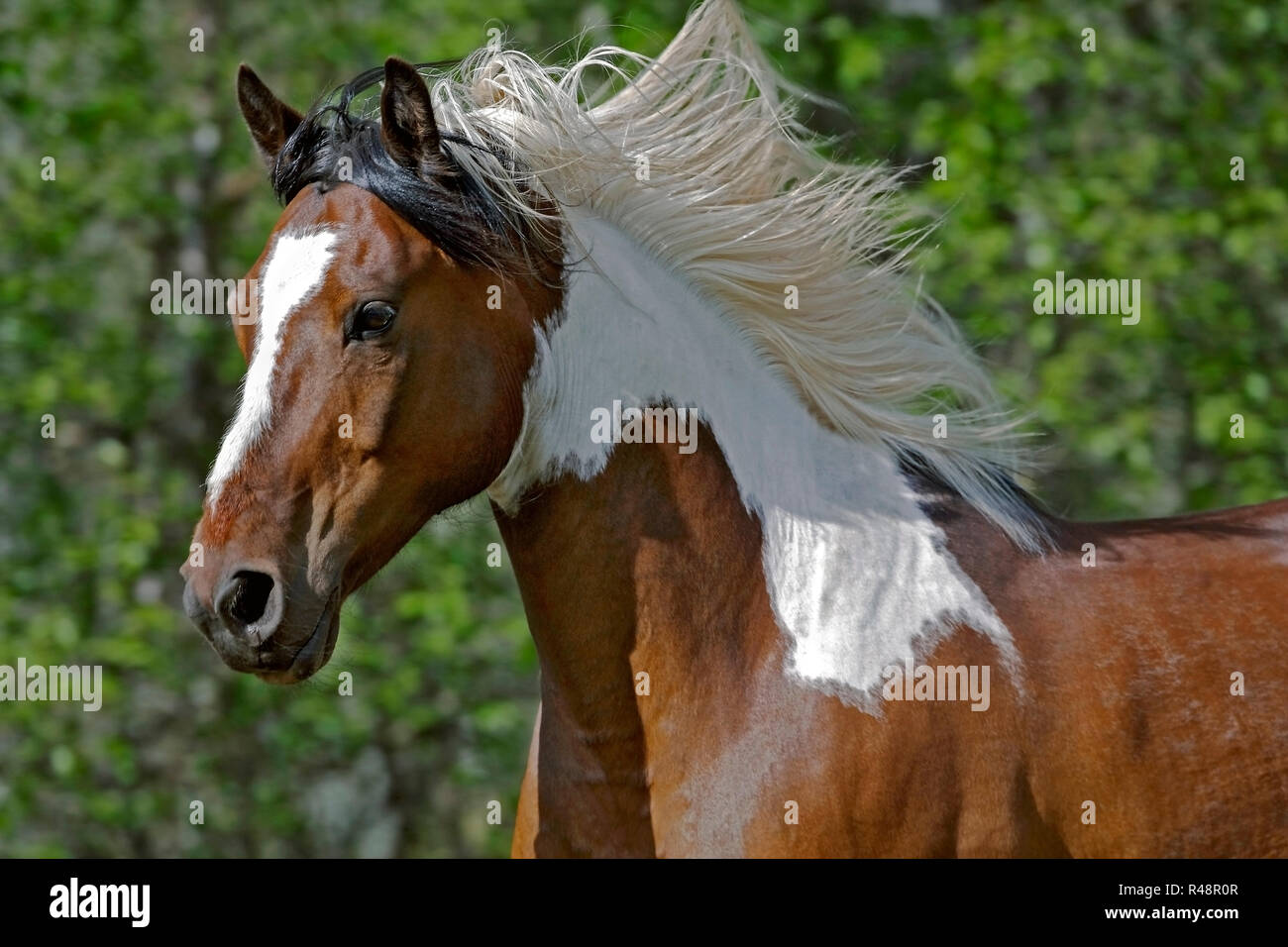 Pinto arabian horse hi-res stock photography and images - Alamy