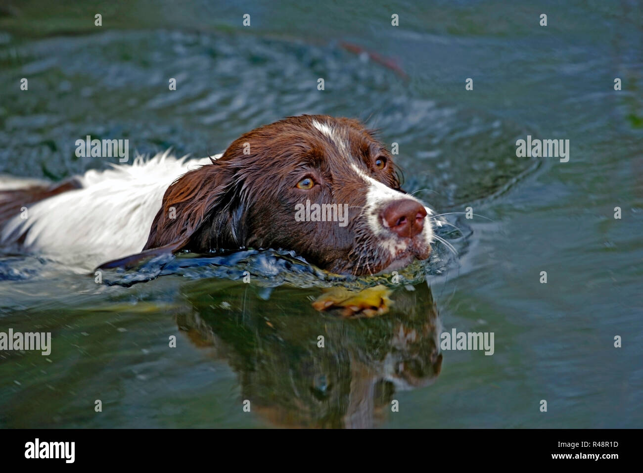 English Springer Spaniel swimming in lake, head close up Stock Photo ...