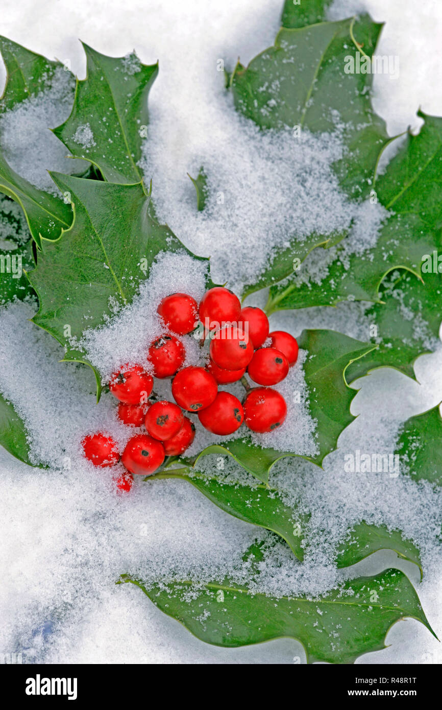 Frozen holly tree hi-res stock photography and images - Alamy