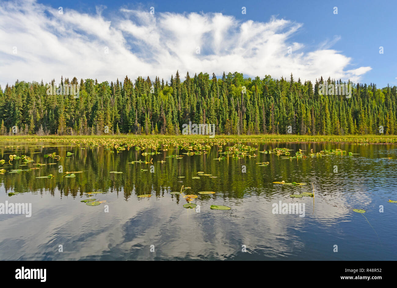 Swanson river canoe area hi-res stock photography and images - Alamy