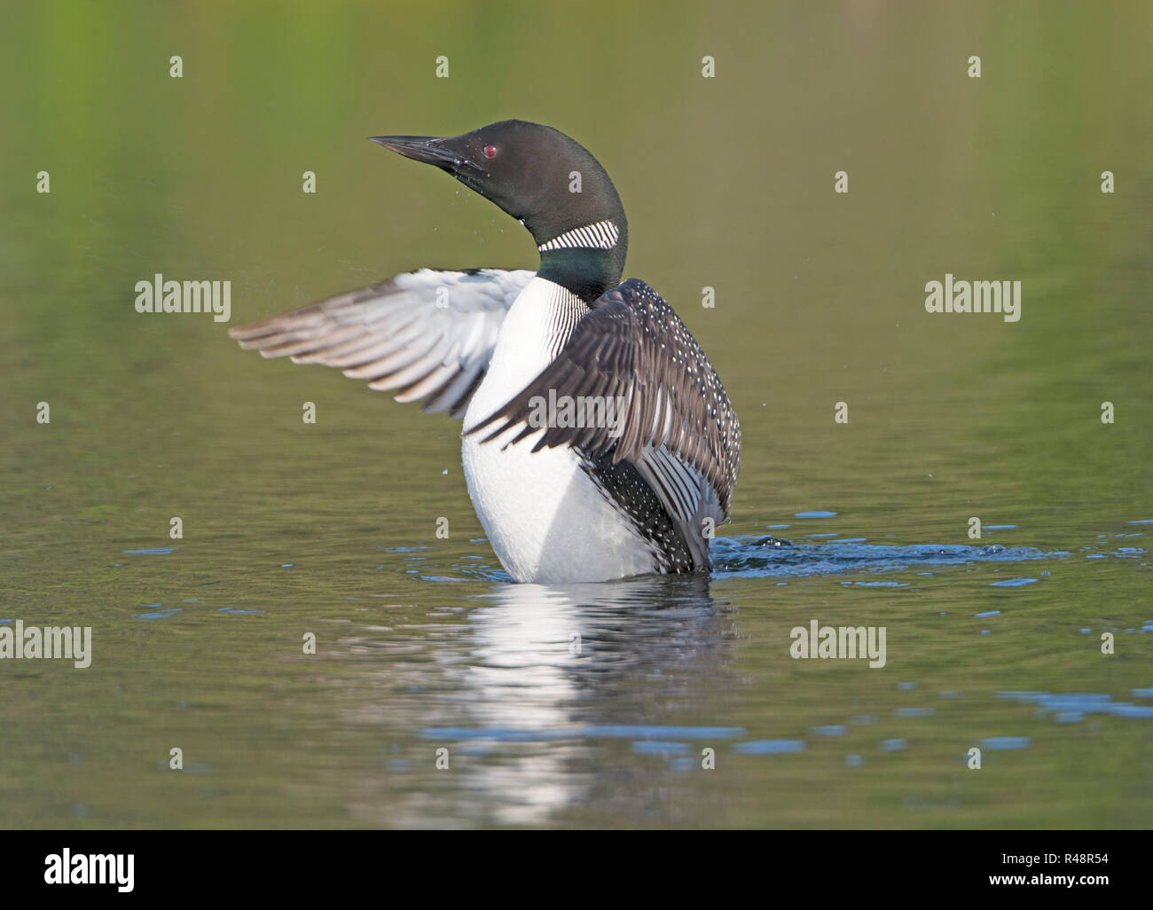 Loon and displaying hi-res stock photography and images - Alamy