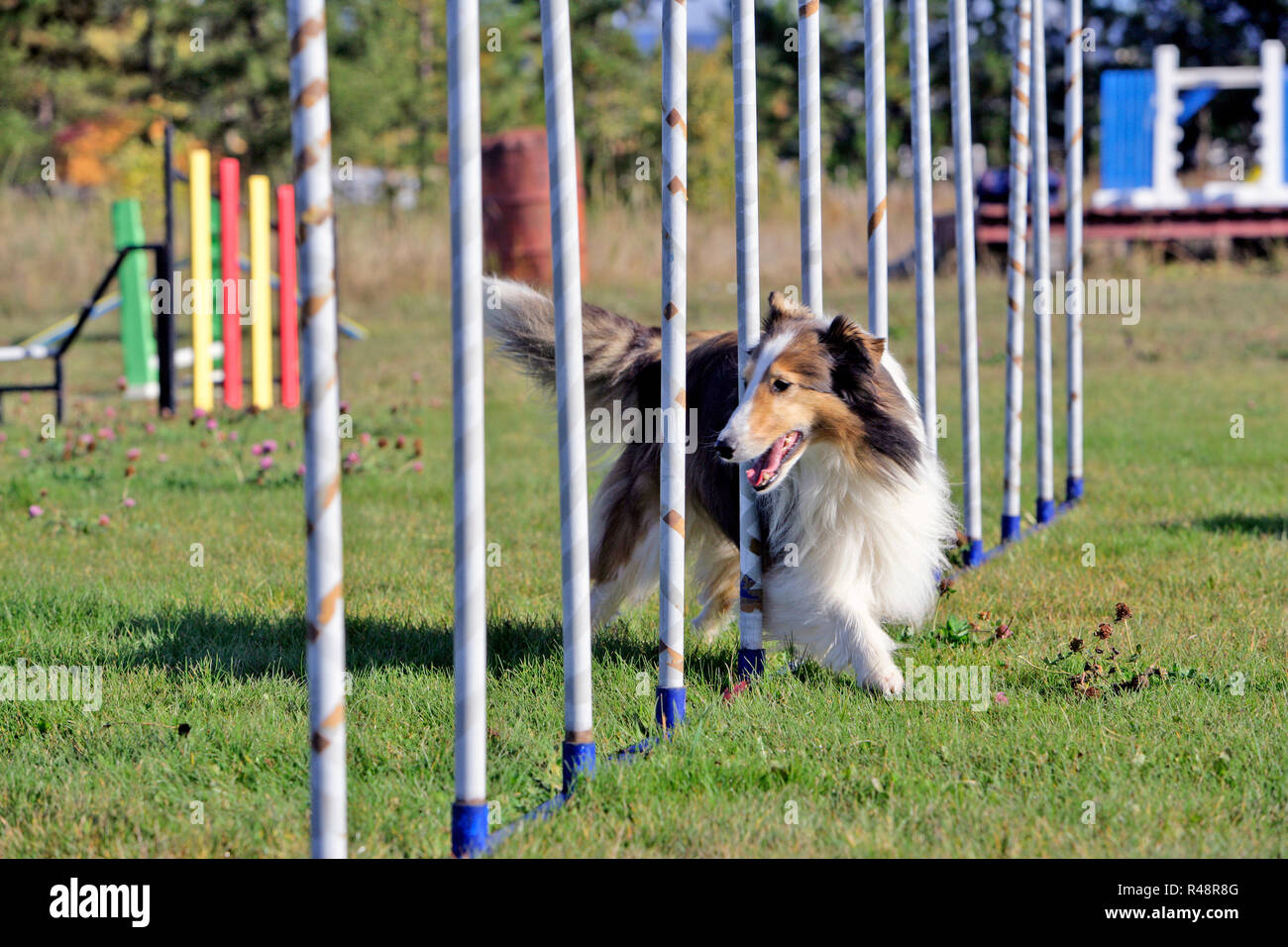 Shetland Sheepdog running slalom on Agility Course Stock Photo - Alamy