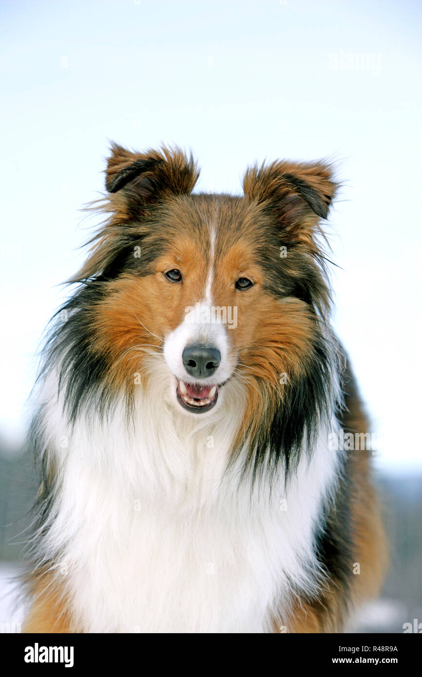 Sheltie head hi-res stock photography and images - Alamy