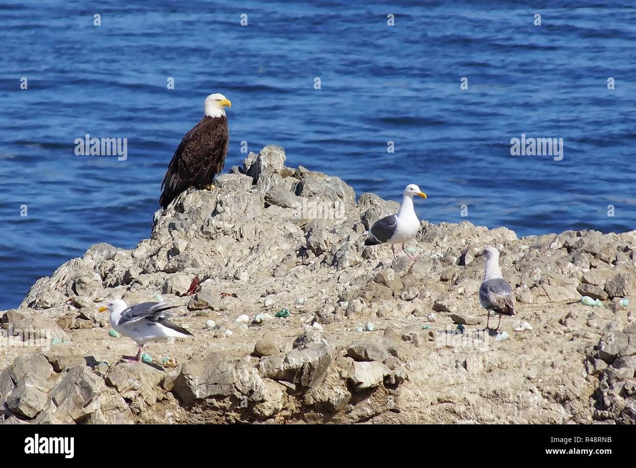 Bald Egg Head High Resolution Stock Photography and Images - Alamy