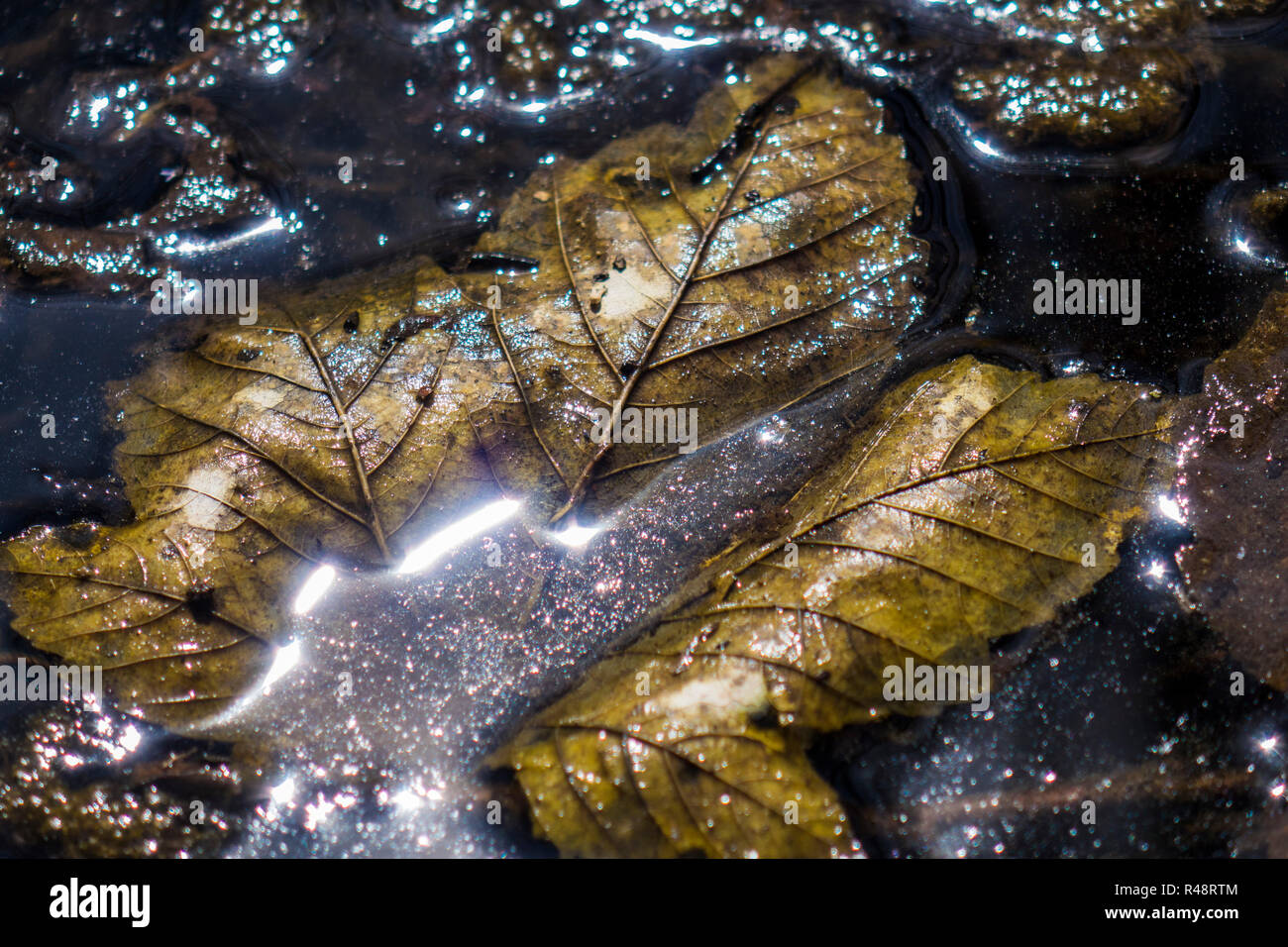 sheets of the previous year in spring with light reflections Stock ...