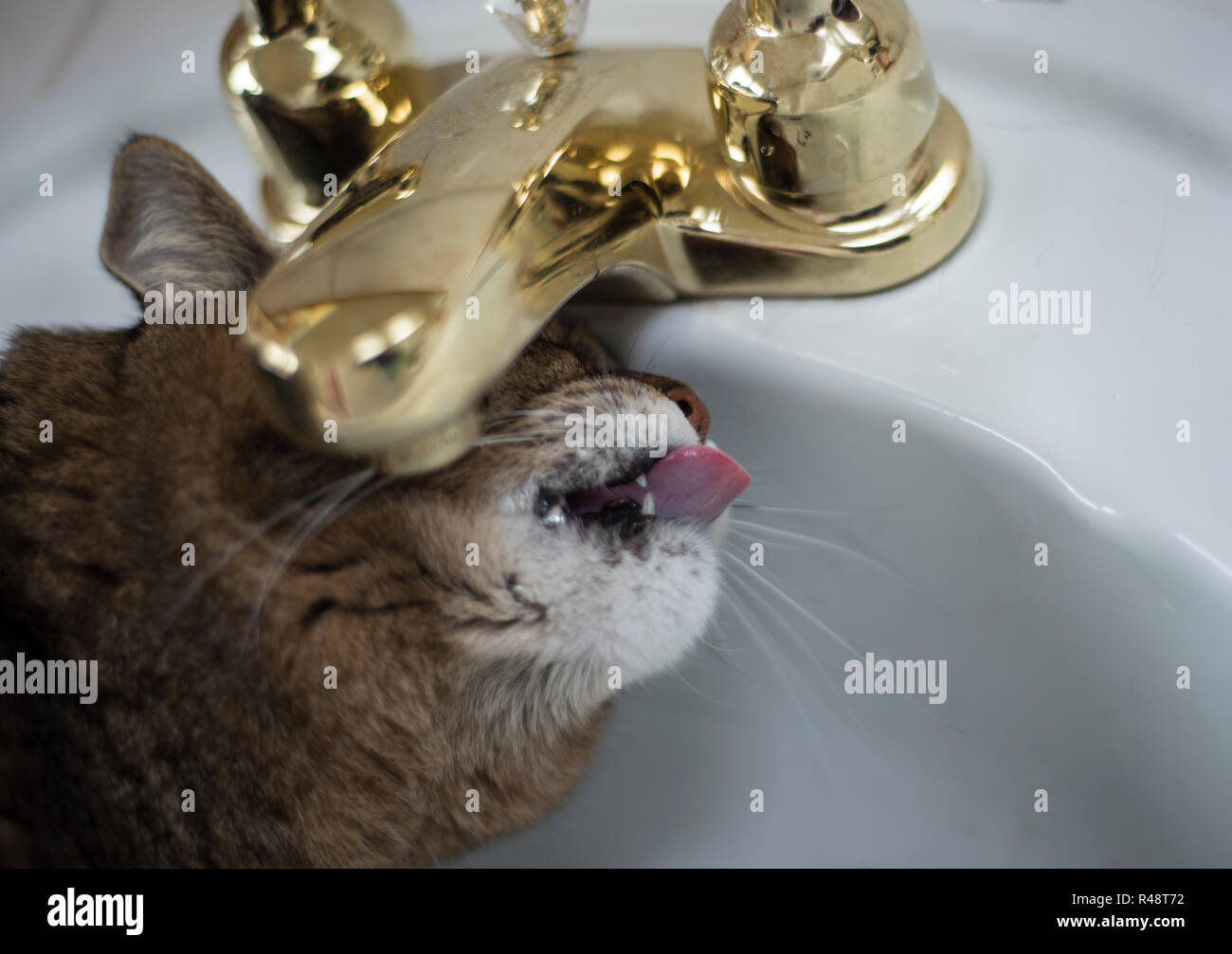 cat drinking from a faucet in the bathroom Stock Photo - Alamy
