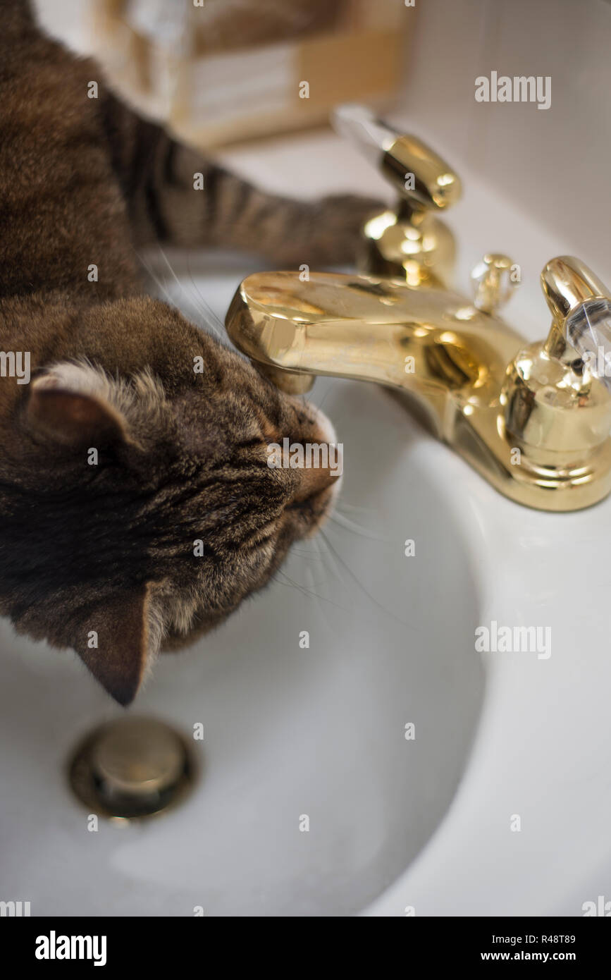 cat drinking from a faucet in the bathroom Stock Photo - Alamy