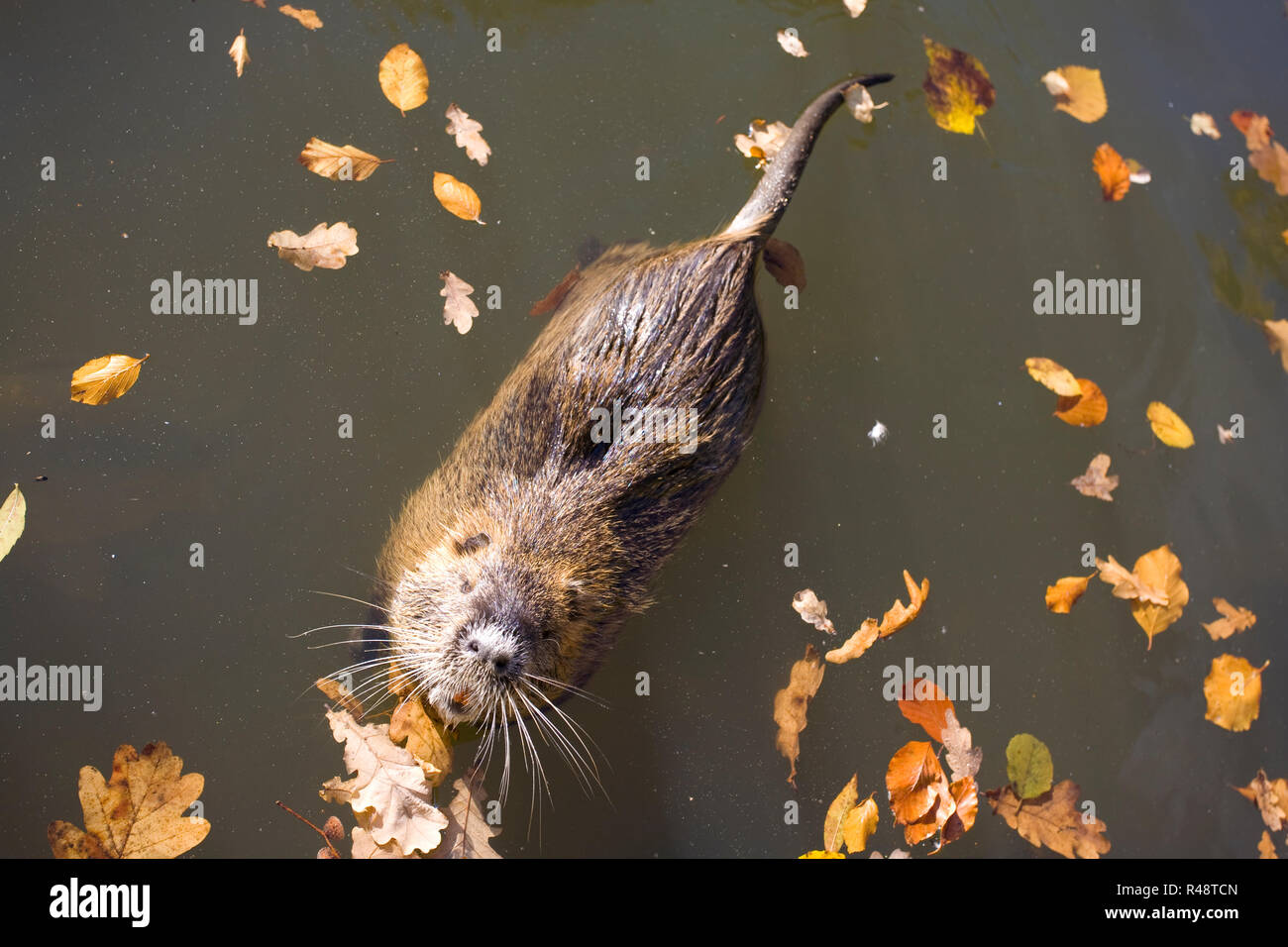 nutria,muskrat in the wild Stock Photo - Alamy