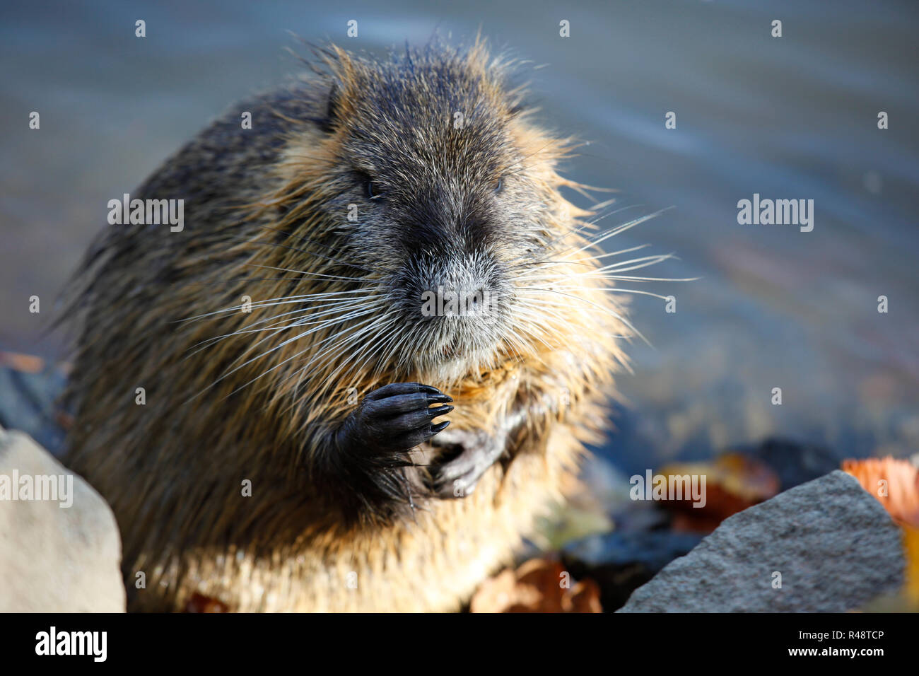 nutria,muskrat in the wild Stock Photo - Alamy