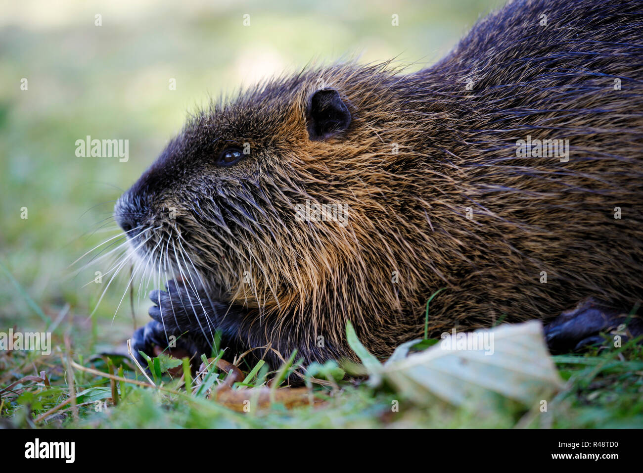 nutria,muskrat in the wild Stock Photo - Alamy