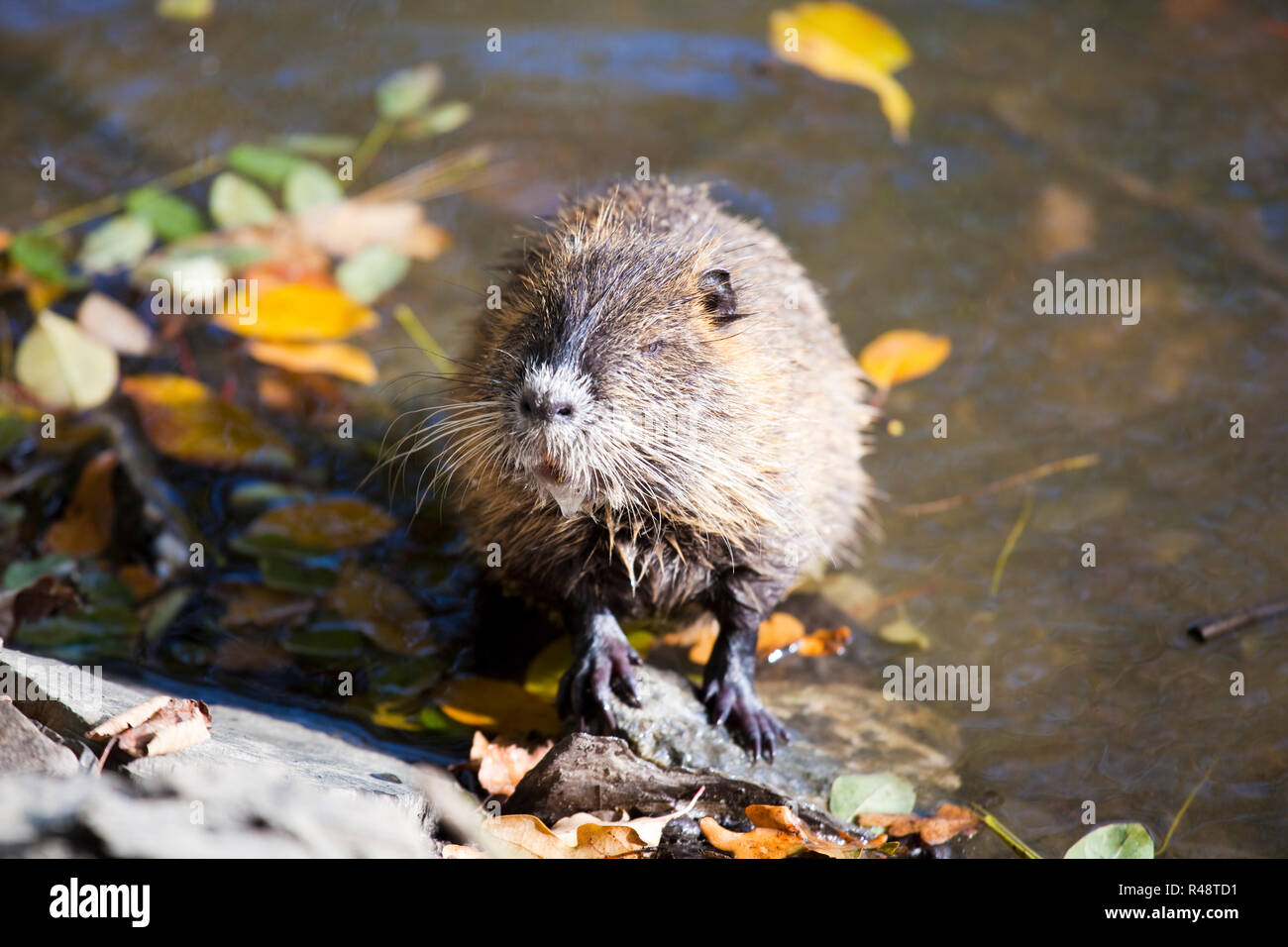 nutria,muskrat in the wild Stock Photo - Alamy