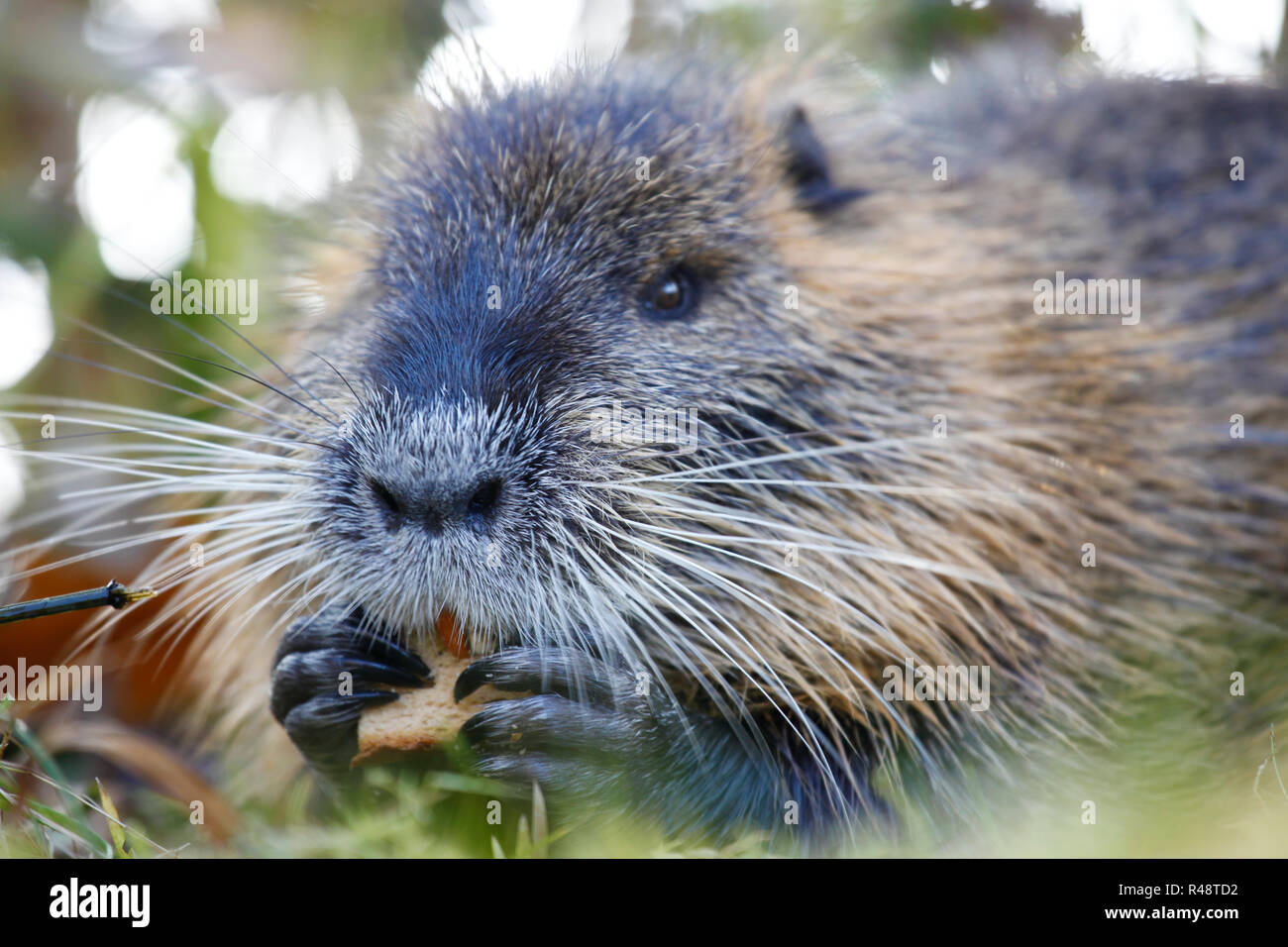 nutria,muskrat in the wild Stock Photo - Alamy