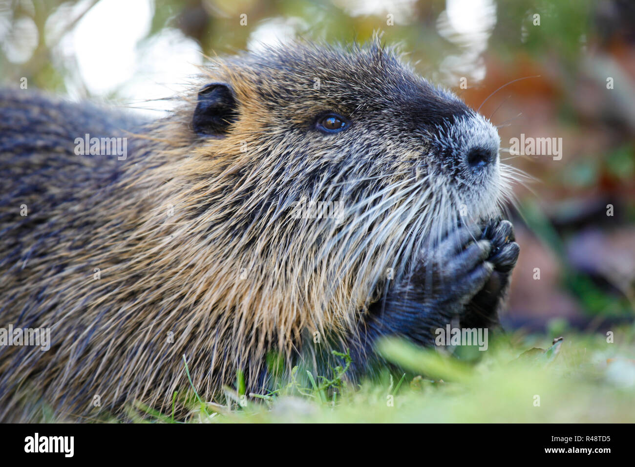 nutria,muskrat in the wild Stock Photo - Alamy