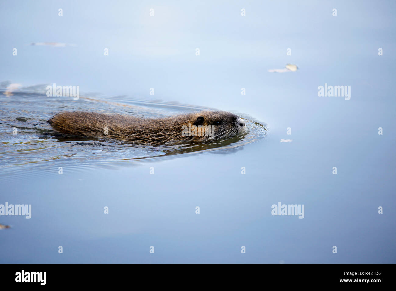 nutria,muskrat in the wild Stock Photo - Alamy