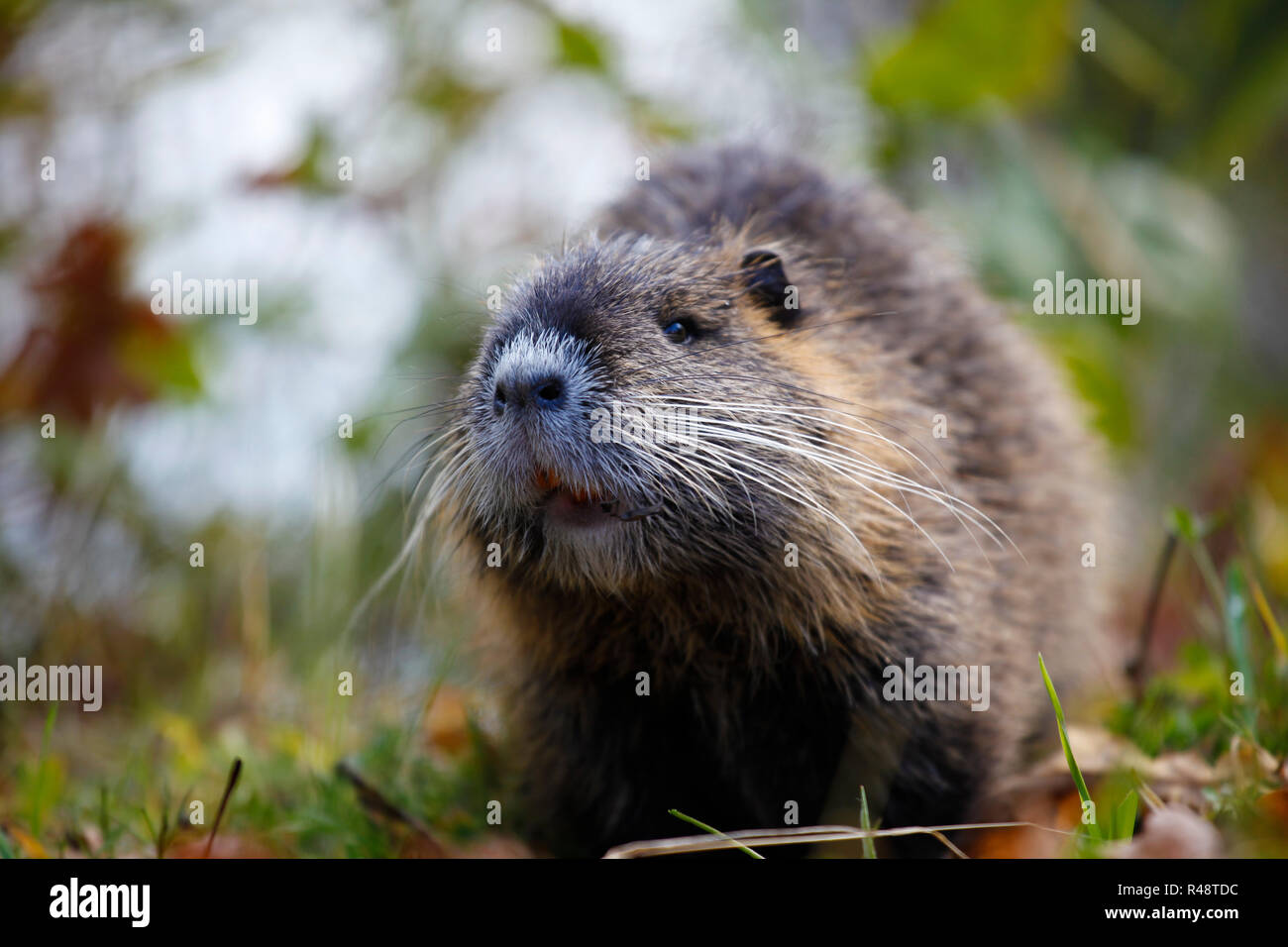 nutria,muskrat in the wild Stock Photo - Alamy
