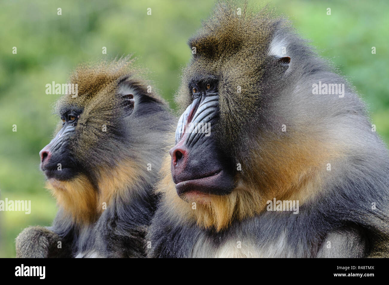 Monkey nostrils hi-res stock photography and images - Alamy