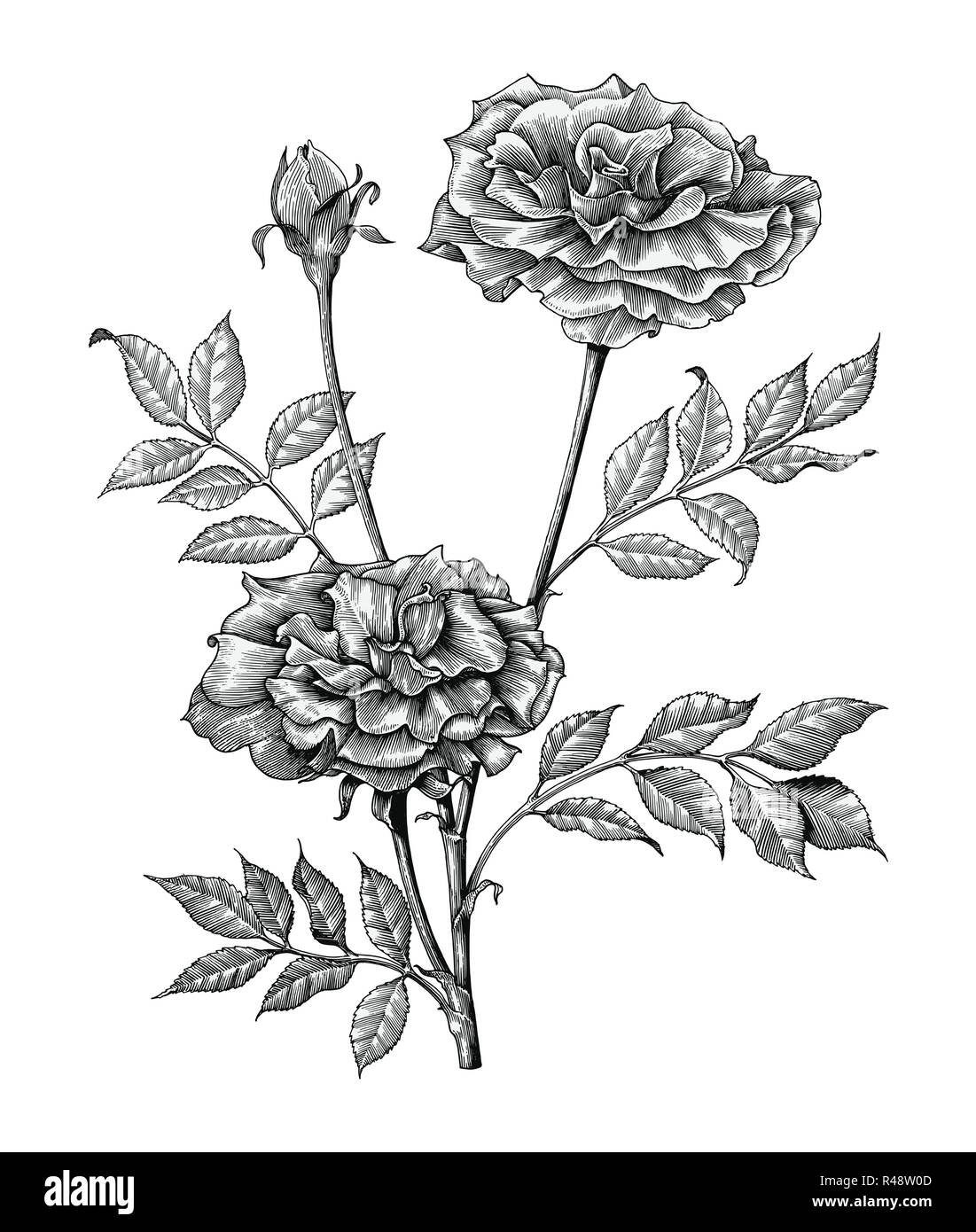 Roses hand drawing vintage engraving illustration on white background ...