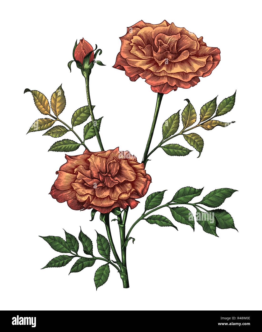 Roses hand drawing vintage engraving illustration on white background ...