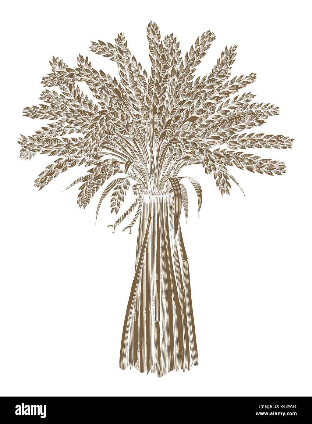 Farm wheat line drawing Stock Vector Images - Alamy