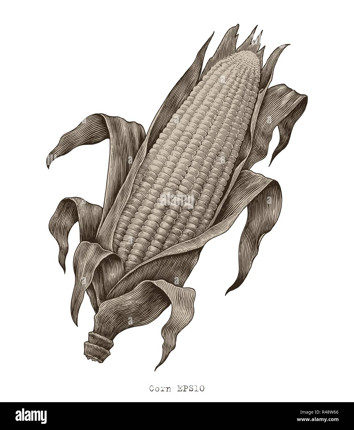 Maize botanical illustration Cut Out Stock Images & Pictures - Alamy