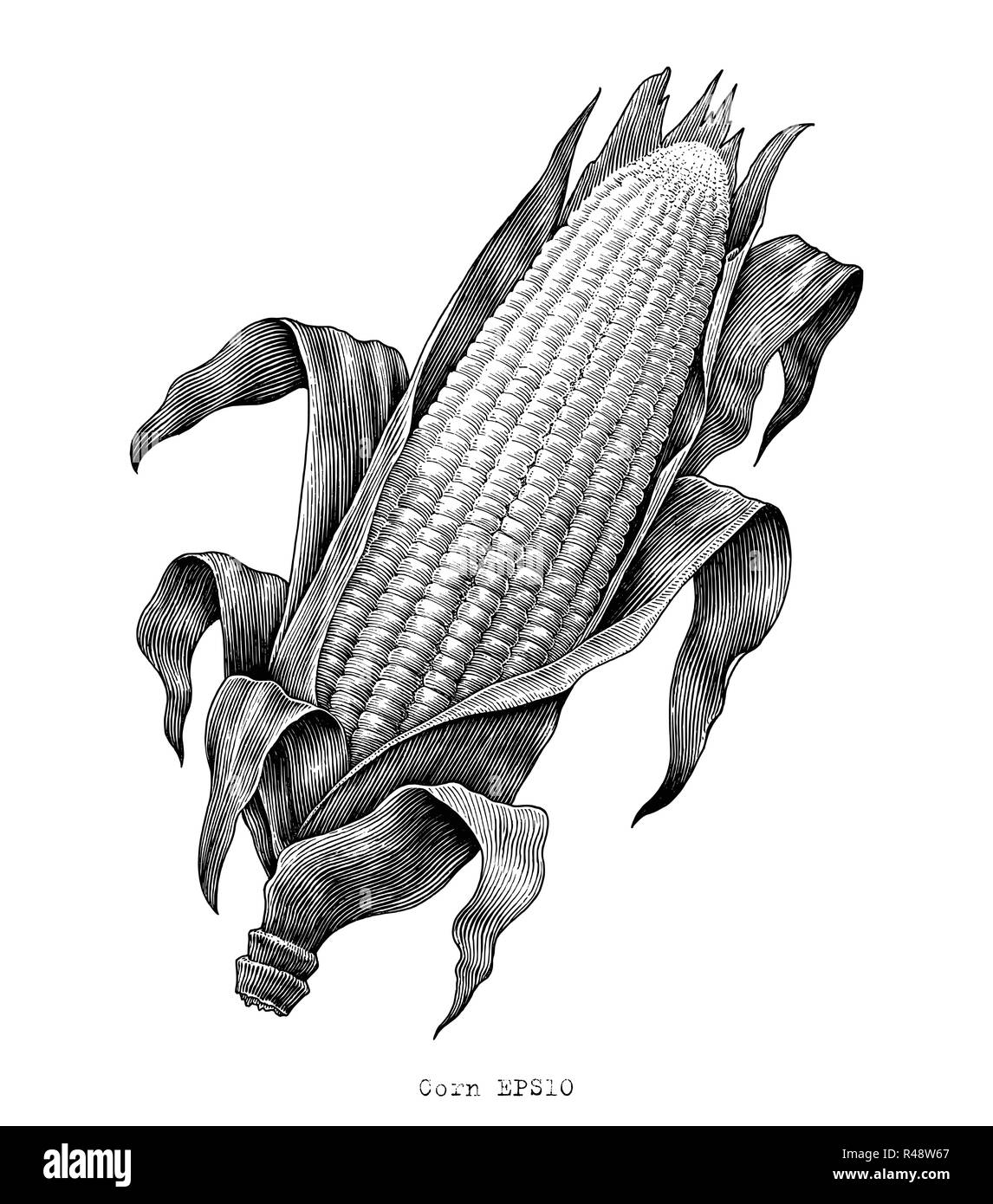 Corn hand drawing vintage engraving illustration Stock Vector Image ...