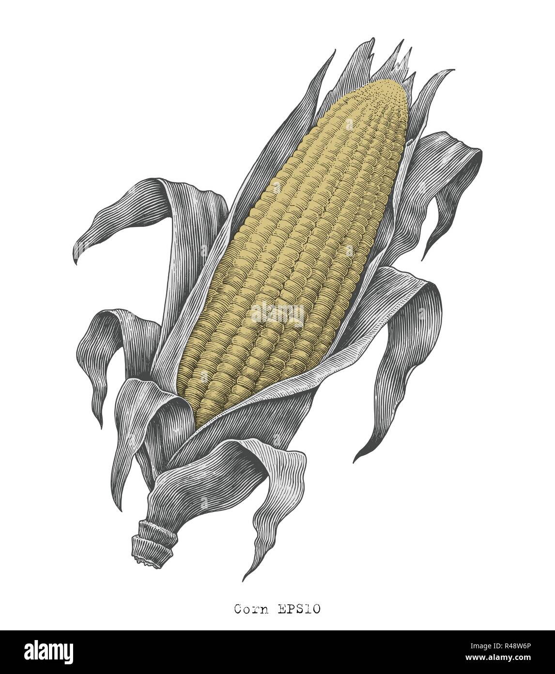 Corn hand drawing vintage engraving illustration Stock Vector Image ...