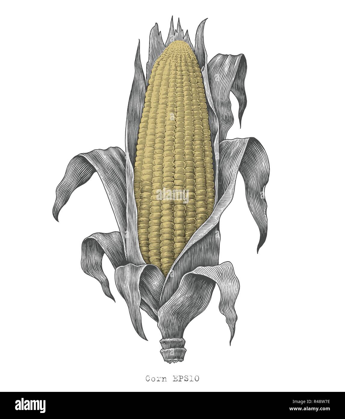 Corn hand drawing vintage engraving illustration Stock Vector Image ...