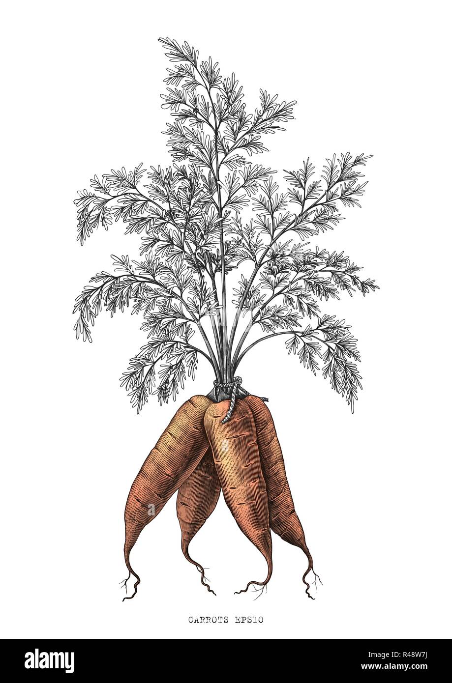 Carrots hand drawing engraving illustration isolated on white ...