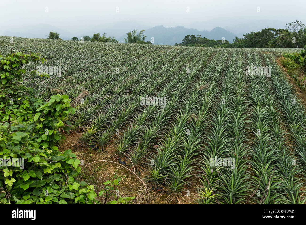 Pineapple fruit field Stock Photo - Alamy