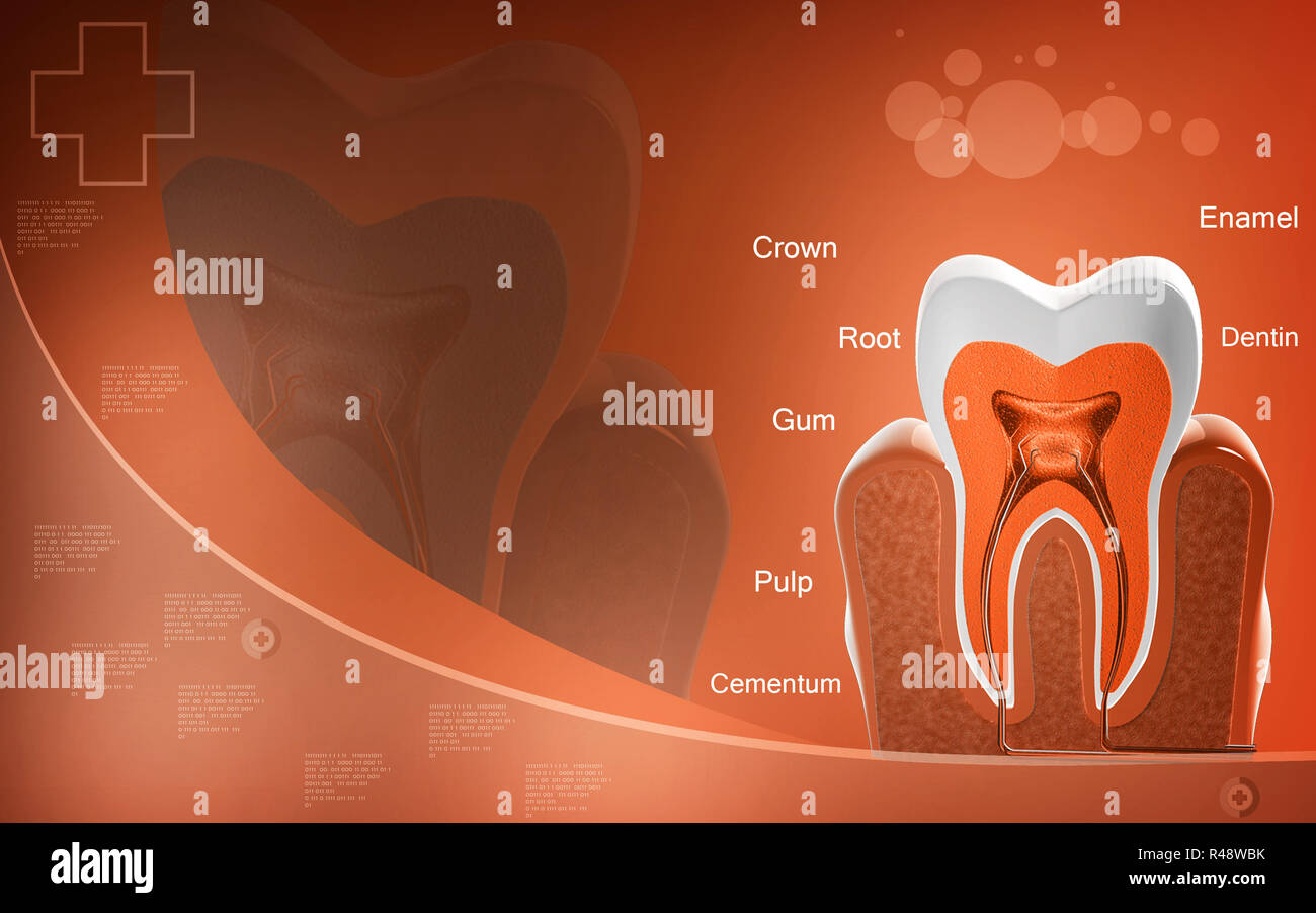 Teeth cross section Stock Photo - Alamy
