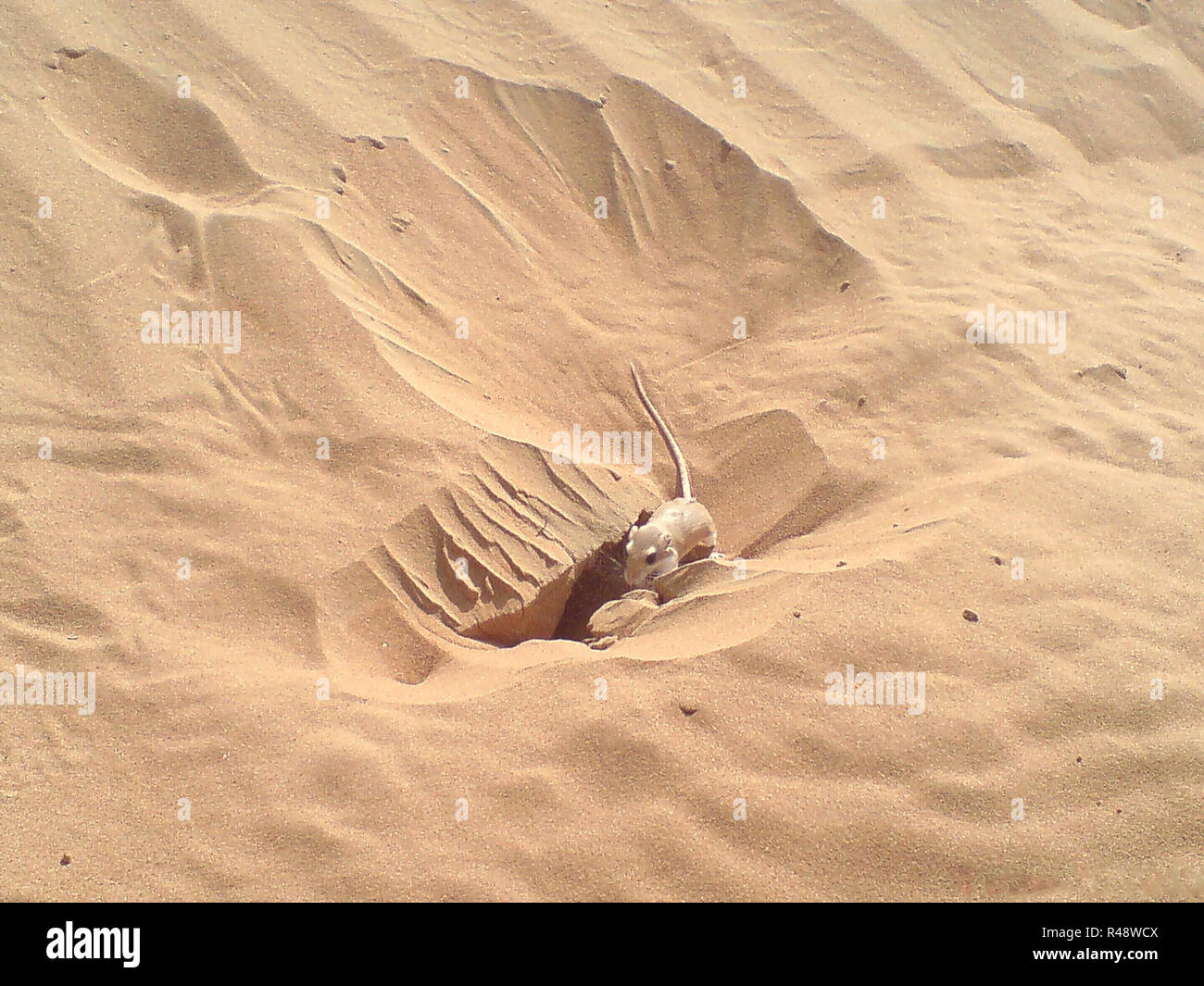 Sand mouse hi-res stock photography and images - Alamy