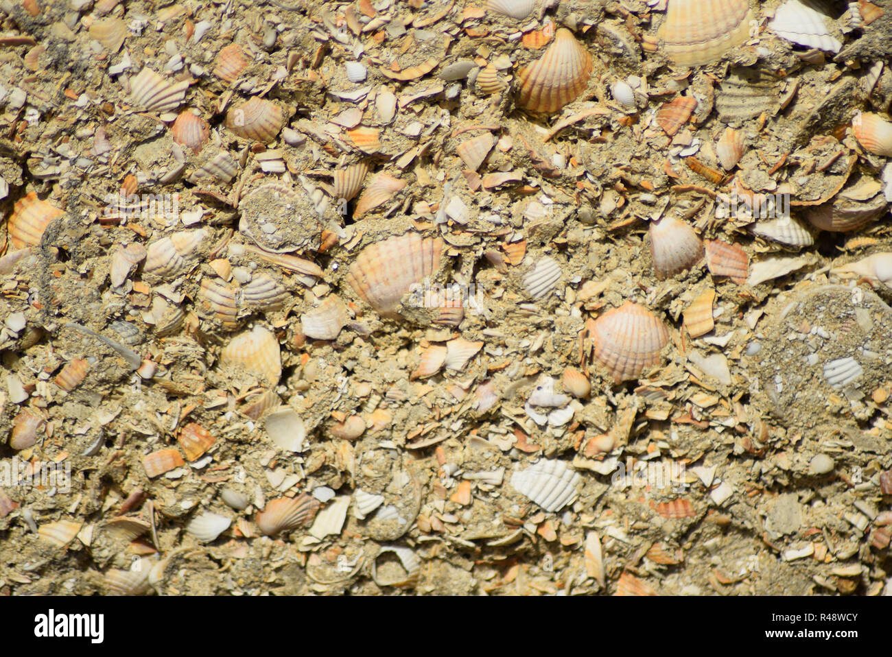 Background from a shell rock in cement Stock Photo - Alamy
