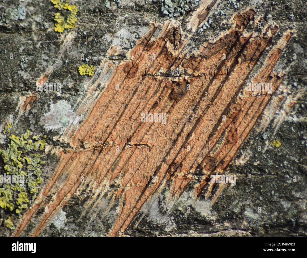 Tree scratch hi-res stock photography and images - Alamy