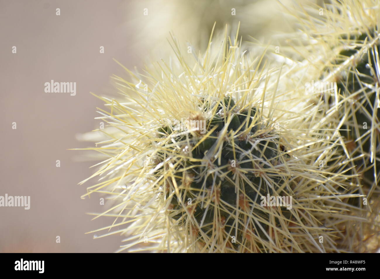 Poisonous cactus hi-res stock photography and images - Alamy