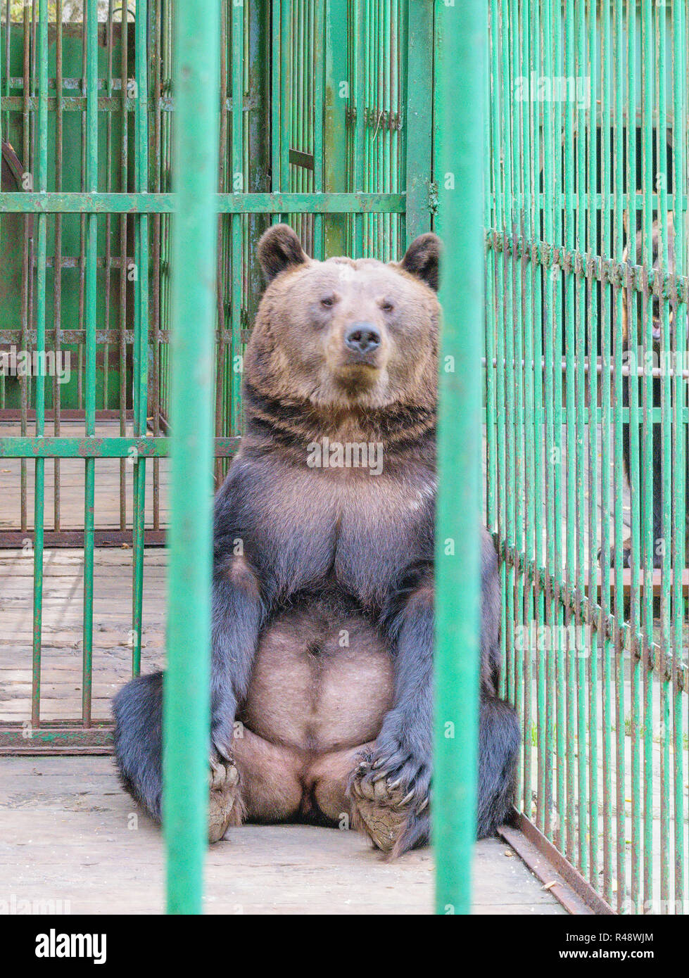 Brown bear behind bars in a cage Stock Photo - Alamy