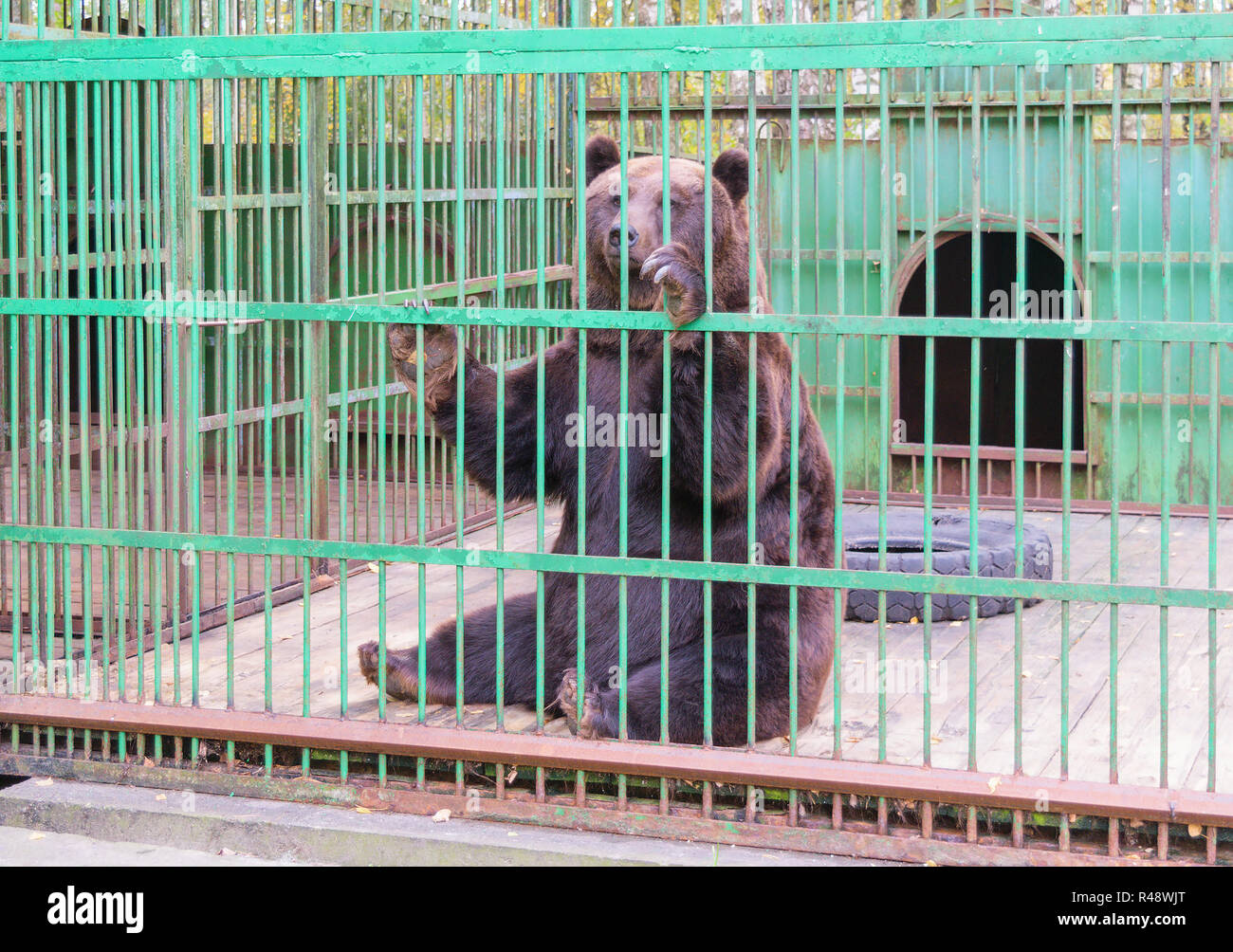 Brown bear behind bars in a cage Stock Photo - Alamy