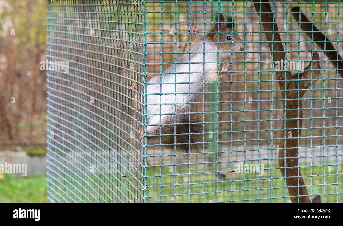 Squirrel in cage Stock Photo - Alamy