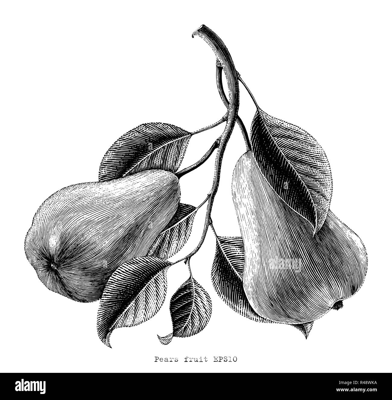 Pears on tree Stock Vector Images - Alamy