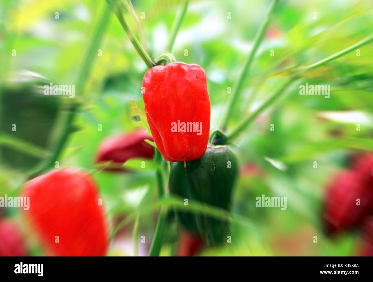 Vegetable chilli peppers capsicum annum hi-res stock photography and ...