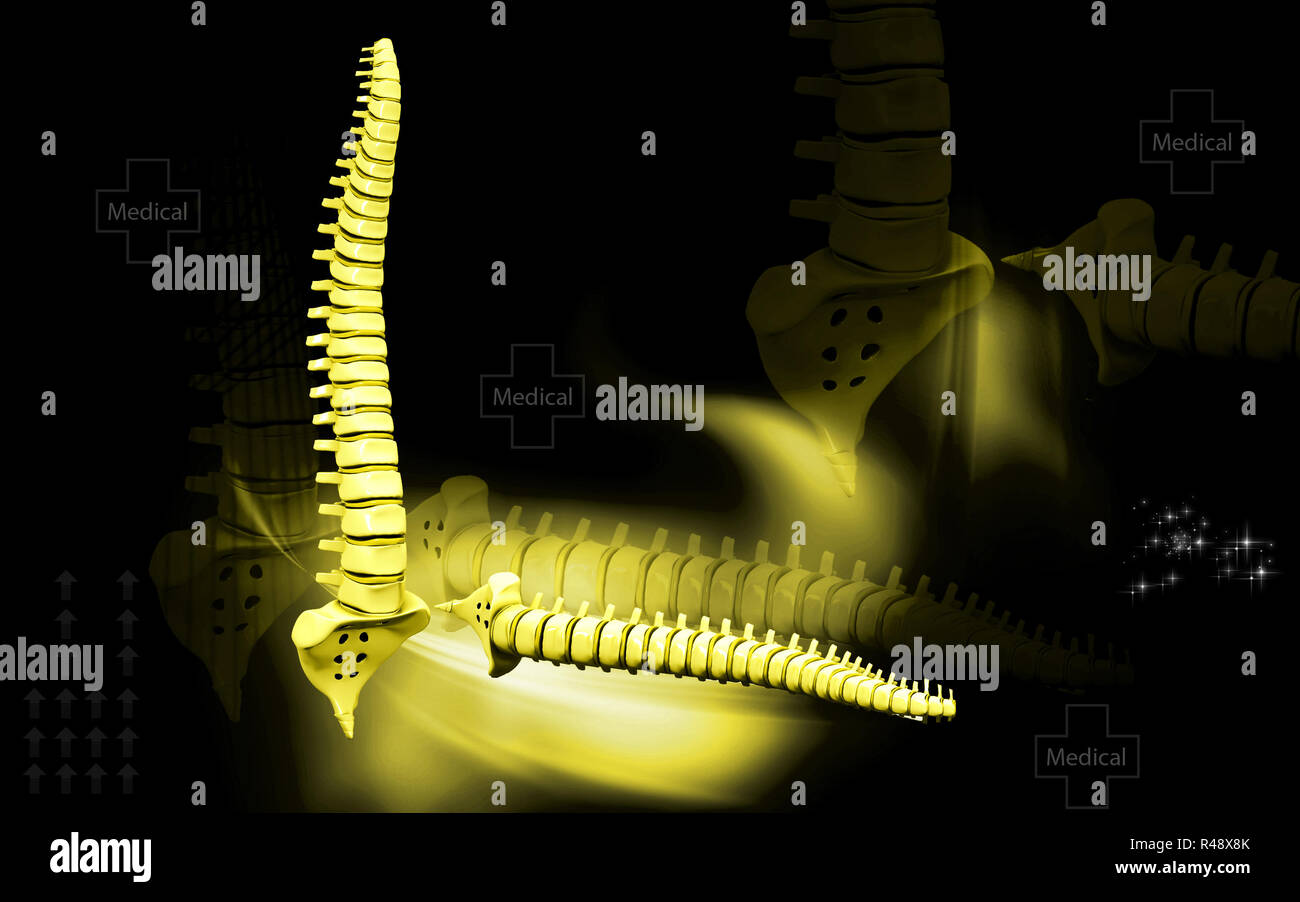 Back bone hi-res stock photography and images - Alamy