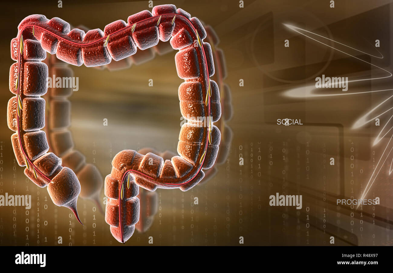 Large bowel hi-res stock photography and images - Alamy