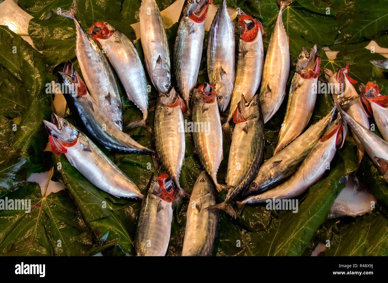 Red gills hi-res stock photography and images - Alamy