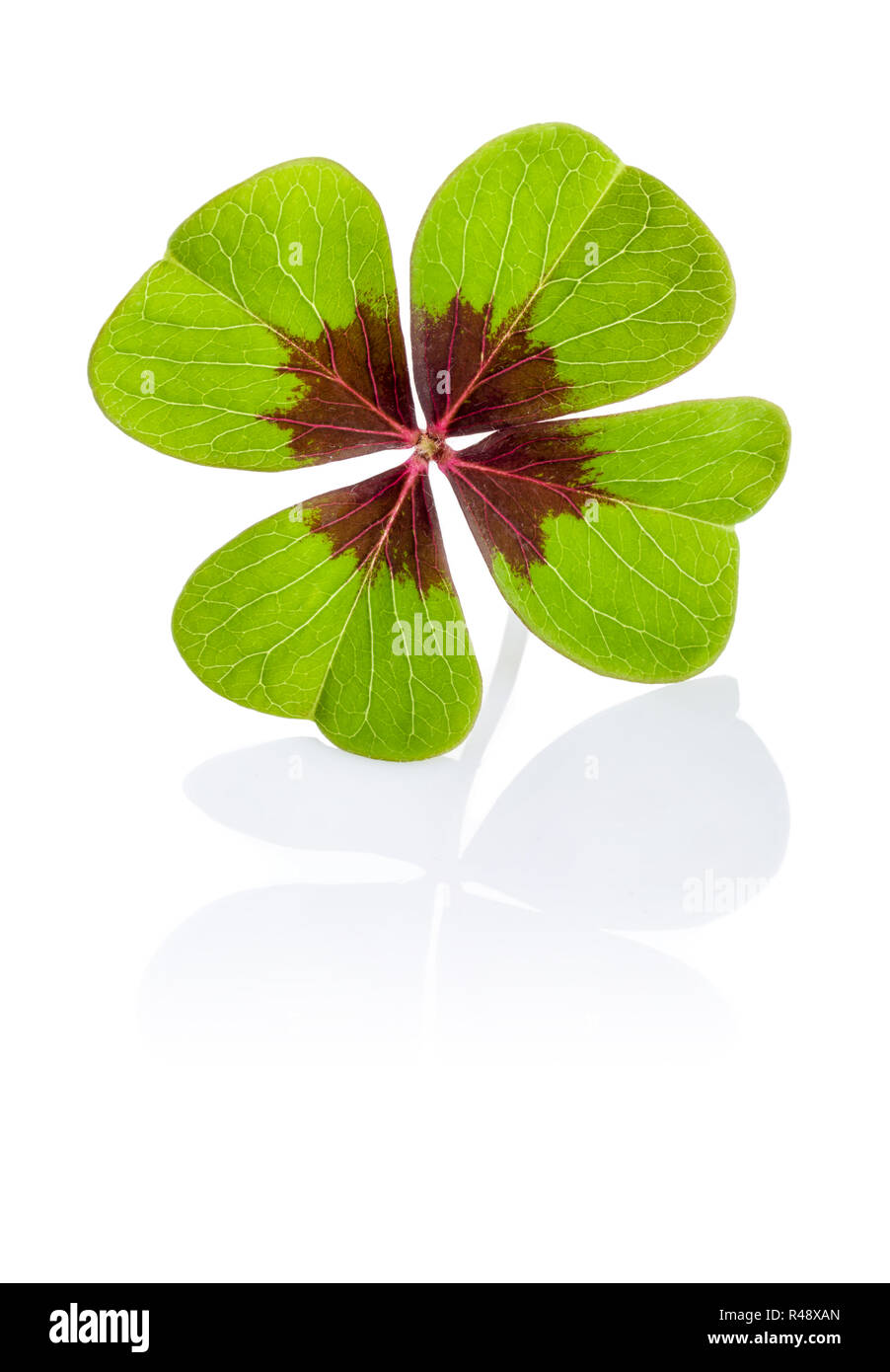 Vierbla ttriges kleeblatt hi-res stock photography and images - Alamy