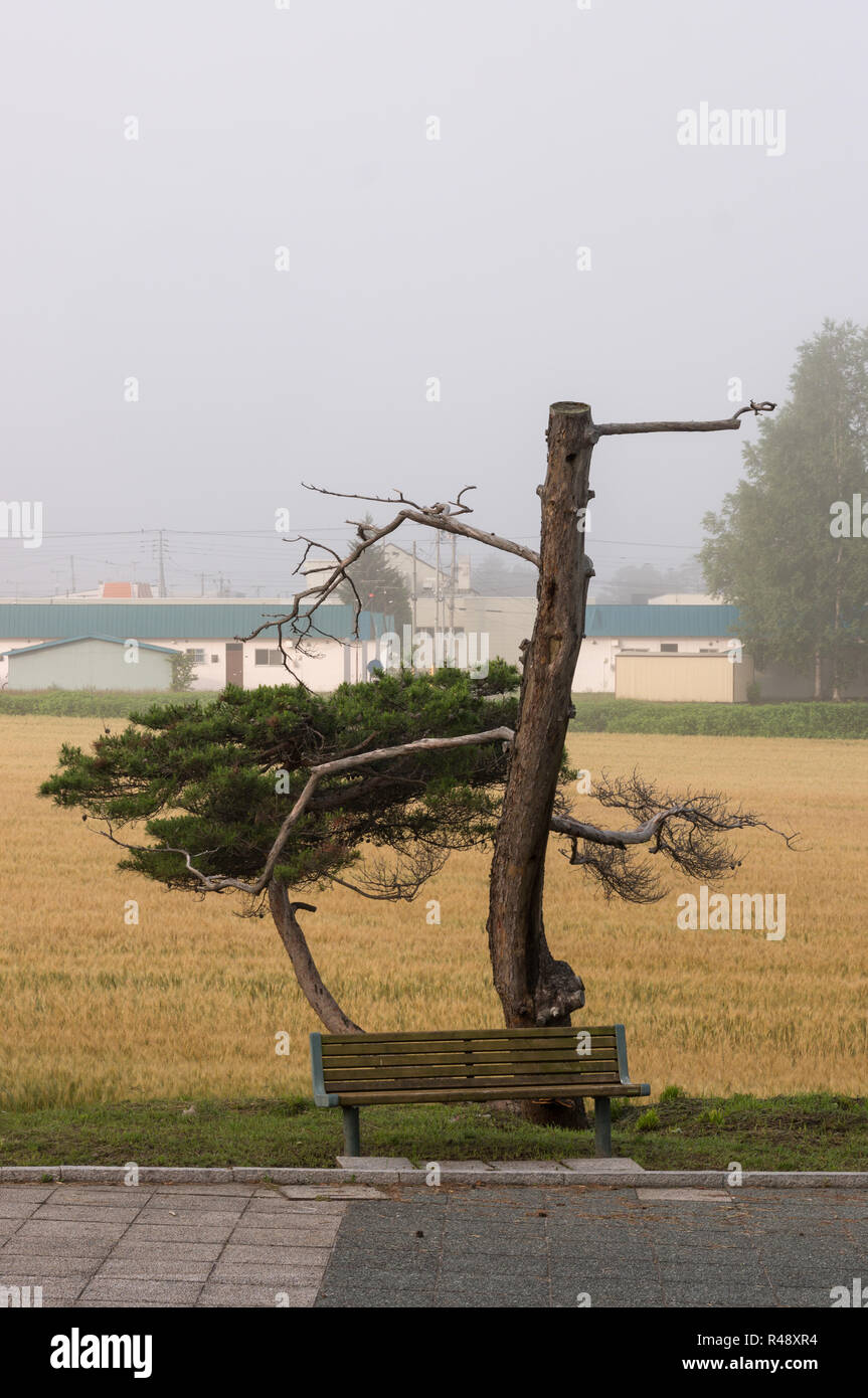 Bench and tree Stock Photo - Alamy