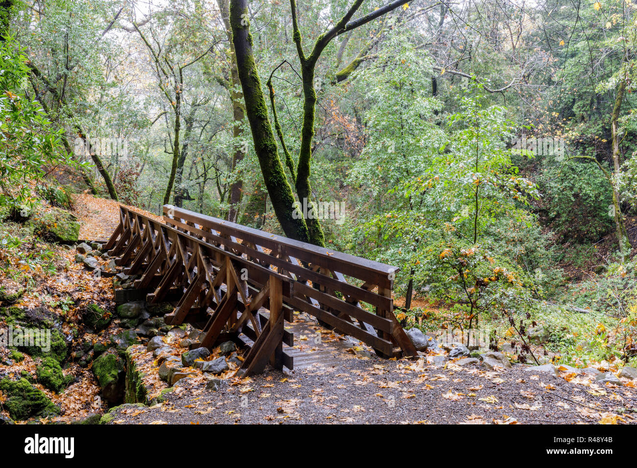 Path in live oak forest hi-res stock photography and images - Alamy